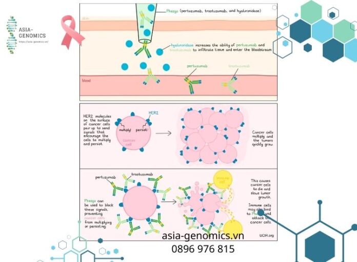 Thuốc Phesgo (Pertuzumab, Trastuzumab and Hyaluronidase-zzxf)