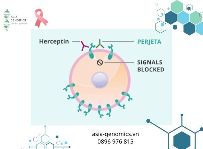Thuốc điều trị ung thư vú Perjeta - Pertuzumab 420mg /14ml